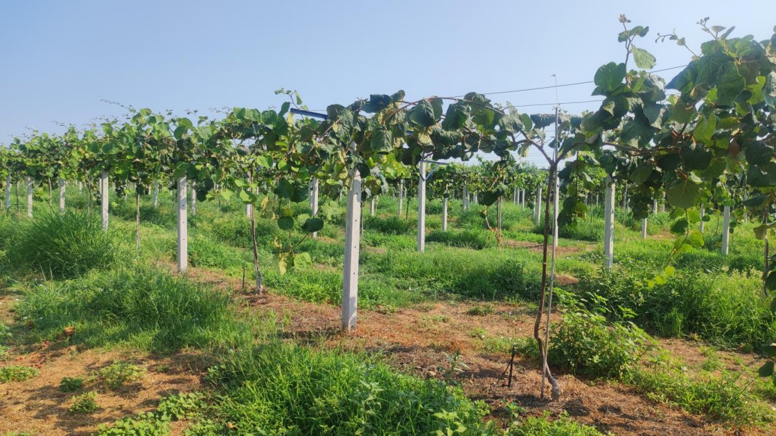 Nutrient Needs and Fertilization Program for Kiwi Plants | Wikifarmer