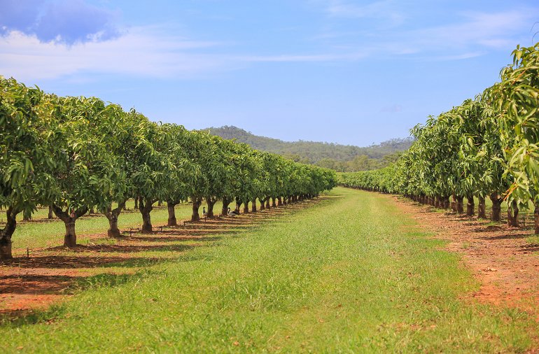 Planificar y plantar un huerto de mangos | Wikifarmer
