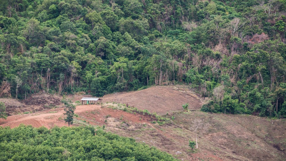 Shifting Cultivation: A Dynamic System for Resource Management | Wikifarmer