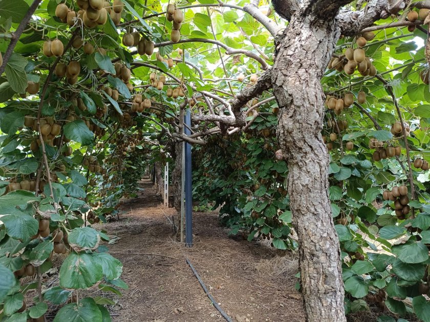 Κλάδεμα διαμόρφωσης και κλάδεμα ακτινιδιάς | Wikifarmer