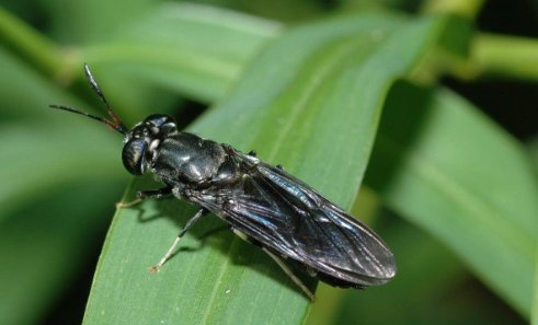 Combatting Antimicrobial Resistance in Livestock with BSFL ...