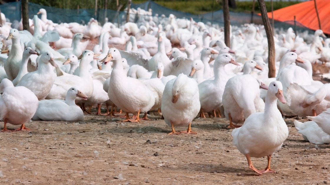 Comprehensive Guide to Duck Farming | Wikifarmer