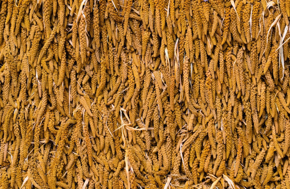 Comprehensive Guide to Farm Machinery for Millet Processing | Wikifarmer