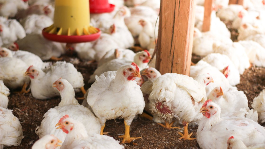 Improving Broiler Chicken Production: Trends and Techniques | Wikifarmer