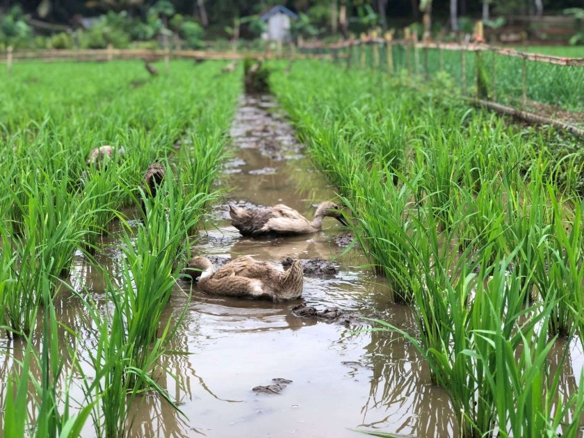 Reviving Traditional Rice Farming Practices for Sustainability and ...