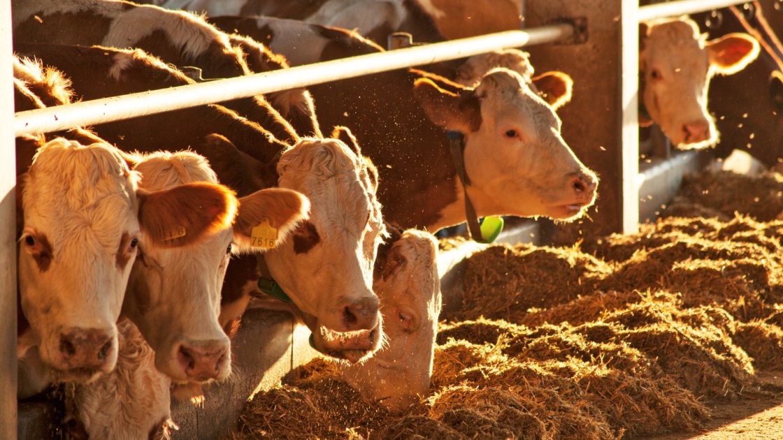 3-NOP Feed Additive: Mitigating Climate Change by Reducing Cattle ...
