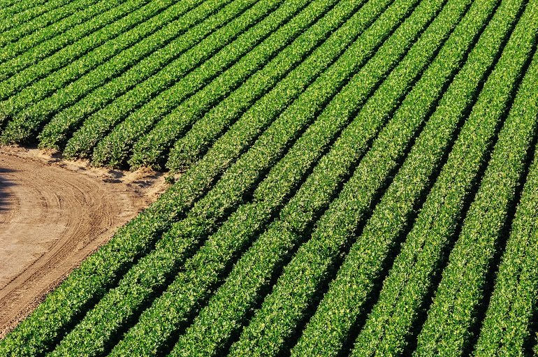 Cultiver le céleri pour le profit – Culture commerciale du céleri ...