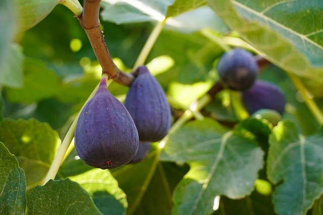 How to Cultivate Figs in Your Backyard: Step-by-Step Guide | Wikifarmer