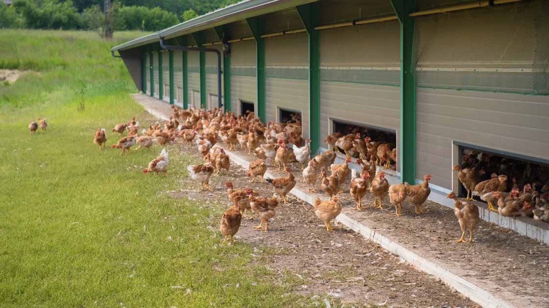 Strategies to Improve Chicken Welfare Through Enhanced Free Range ...