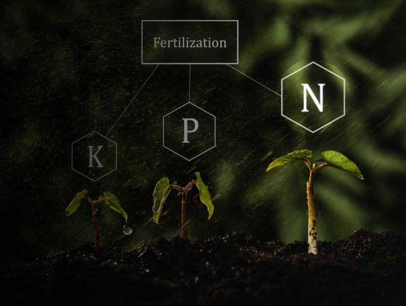 The Importance of Nitrogen for Plant Growth | Wikifarmer