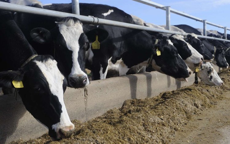 The Role of Bovaer® (3-NOP) in Mitigating Methane Emissions from Dairy ...