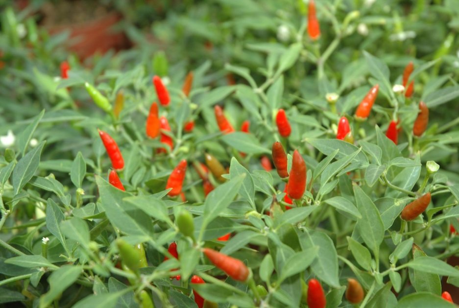 Thrips in Peppers: Damage, Symptoms, and Effective Management | Wikifarmer