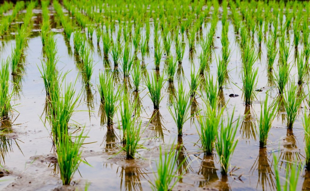 Weed Management in Direct Seeded Rice (DSR): Transforming Production | Wikifarmer