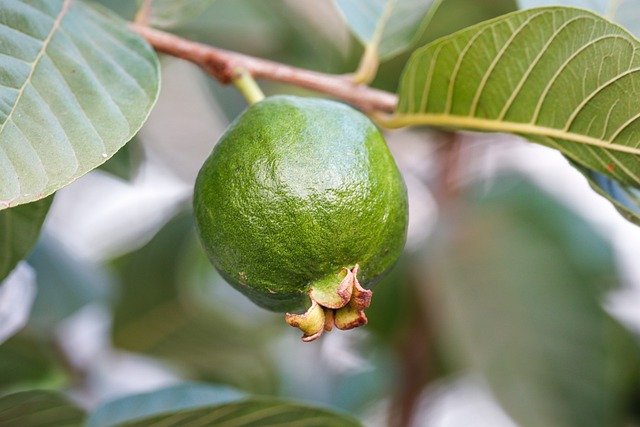 Facts about Guava | Wikifarmer