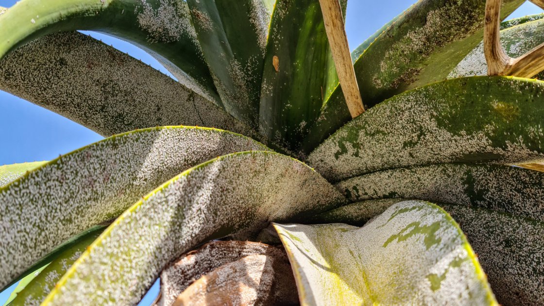 Aloe Common Pests, Diseases, and Weed Control | Wikifarmer