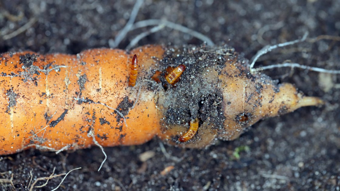 Carrot Common Pests, Diseases and their Management | Wikifarmer