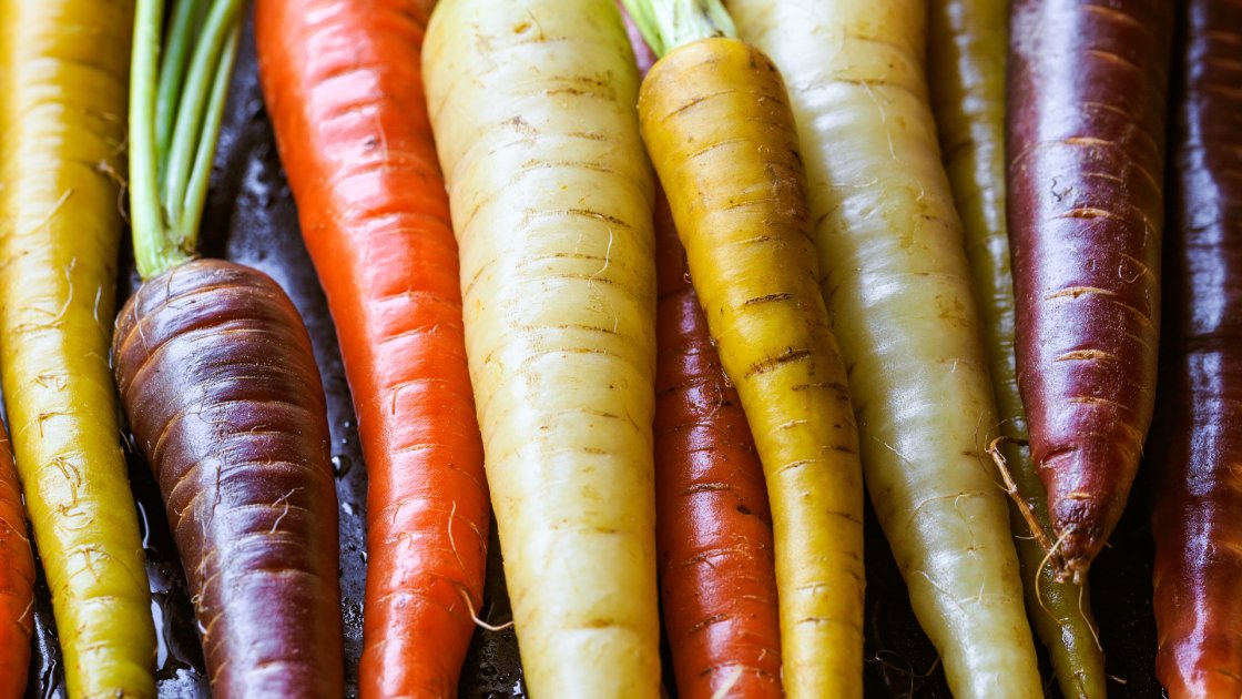 Carrot Plant Information and Variety Selection | Wikifarmer
