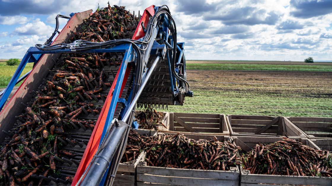 Carrot Yield, Harvest, and Post-Harvest Handling | Wikifarmer