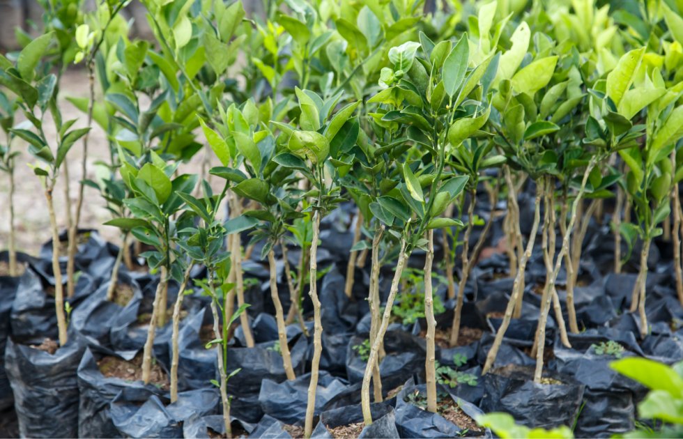 Complete Guide to Planting Lemon Trees | Wikifarmer