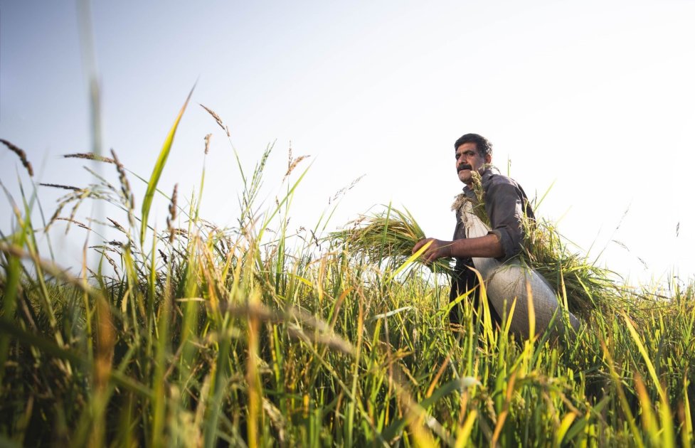 Core Principles and Benefits of Agroecology in Sustainable Farming ...