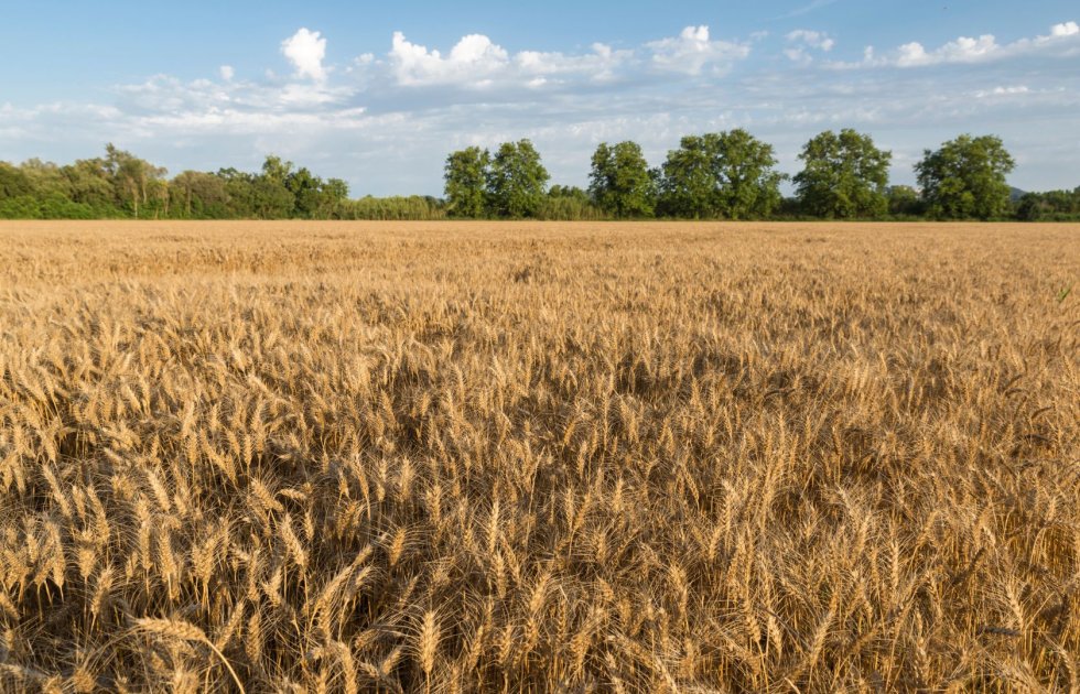 Enhancing Wheat Yield and Nutritional Quality Through Agronomy and ...