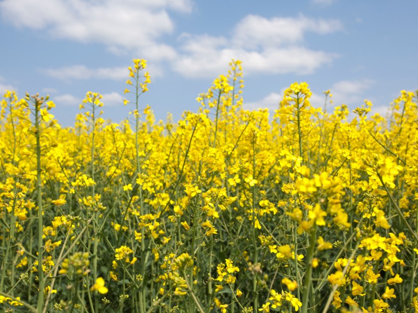 Geschichte, Verwendung und Nährwert von Raps (Canola) | Wikifarmer
