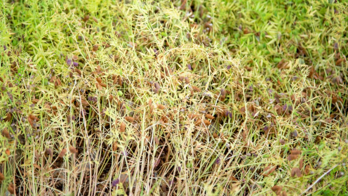 Growing Lentils in Your Backyard | Wikifarmer