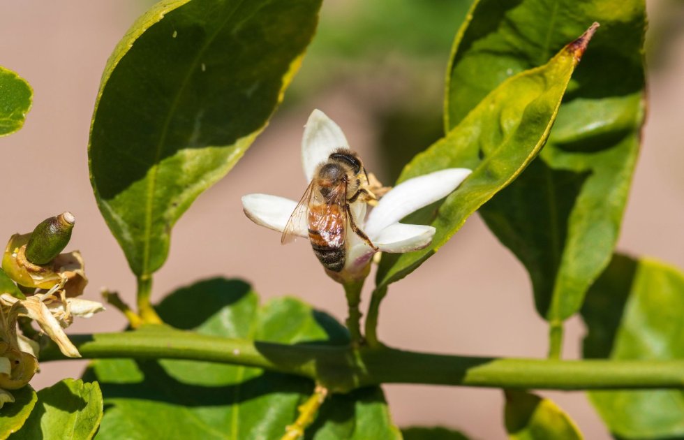 Lemon Tree Propagation and Pollination | Wikifarmer