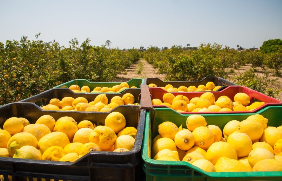 Lemon Tree Yield, Harvest, and Storage | Wikifarmer