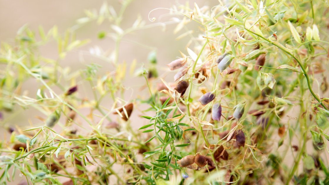 Lentil Plant Information & Variety Selection | Wikifarmer