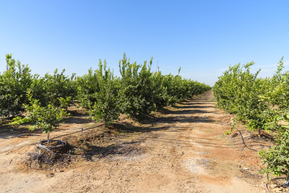 Understanding the Water Needs of Lemon and Citrus Trees | Wikifarmer