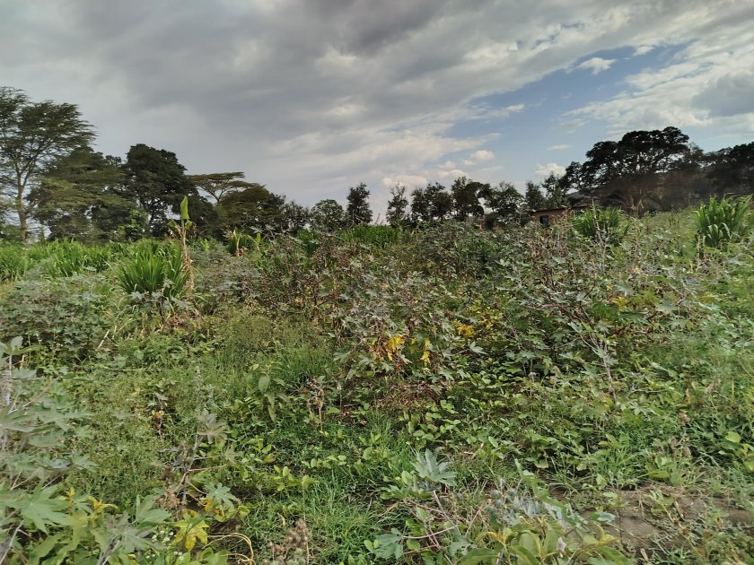 Unlocking the Role of Weeds in Regenerative Agriculture | Wikifarmer