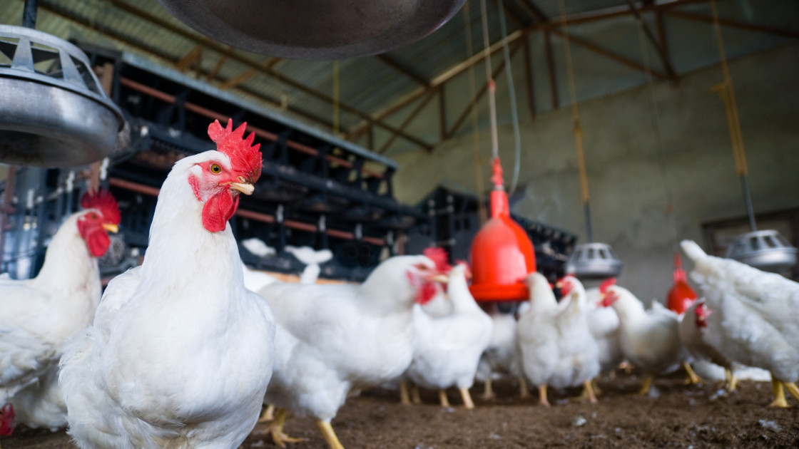 Ventilation in Broiler Breeder Farms: Enhancing Poultry Welfare and ...