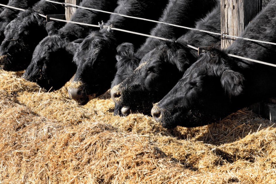 Alternative Protein Sources in Ruminant Feed: Exploring the Potential ...