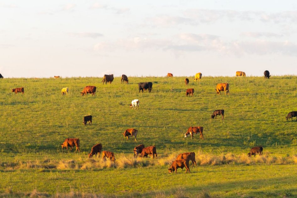 Enhancing Family Farmers' Livelihoods through Animal Production ...