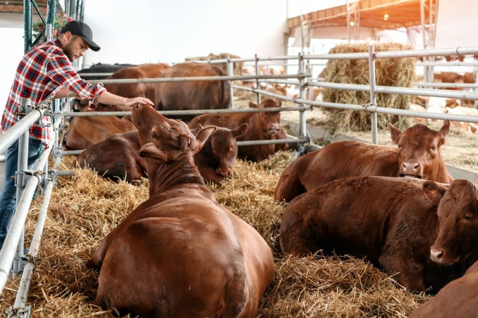 Essential Cattle Housing Tips: Boost Welfare & Productivity | Wikifarmer