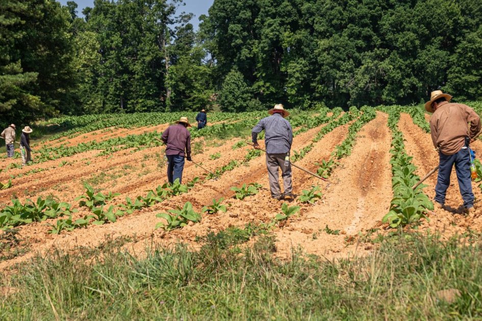 Family Farming in Brazil: Challenges, Contributions, and Opportunities ...