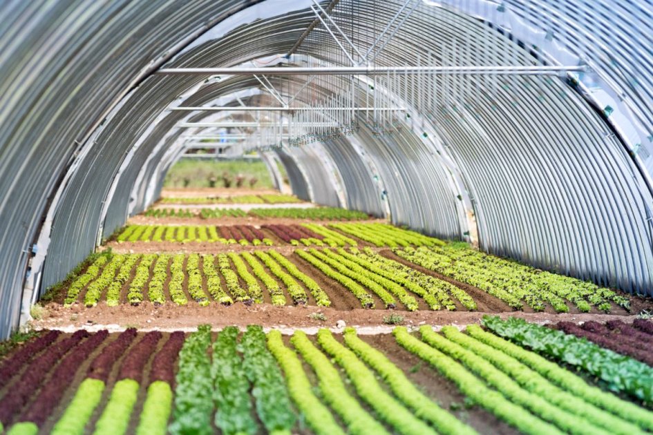 Farm Types in Biocyclic Vegan Agriculture: Ethical and Sustainable ...