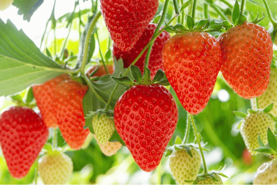 Heat Stress in Strawberry Production: Effects, Cultivar Variability ...