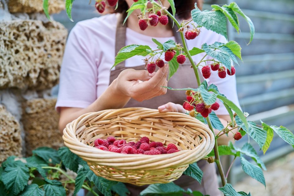 How to Grow Raspberries in Containers | Wikifarmer
