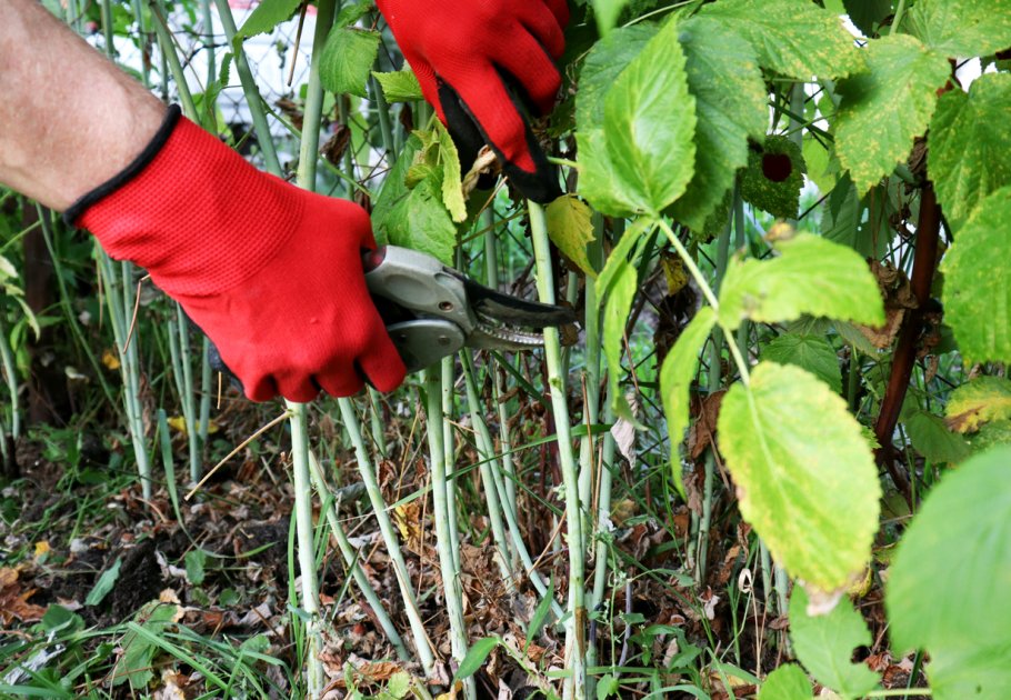 How to Train and Prune Raspberries | Wikifarmer
