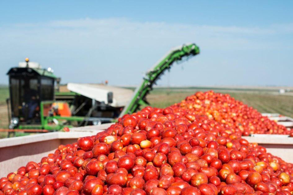 Key Breeding Traits and Future Prospects of Processing Tomatoes ...