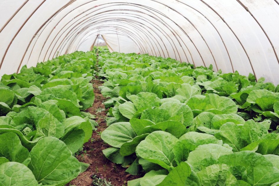 Protected Cultivation: Boosting Yields and Sustainability in Modern ...