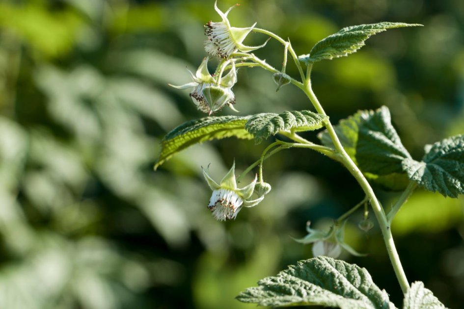 Raspberries Propagation and Pollination | Wikifarmer