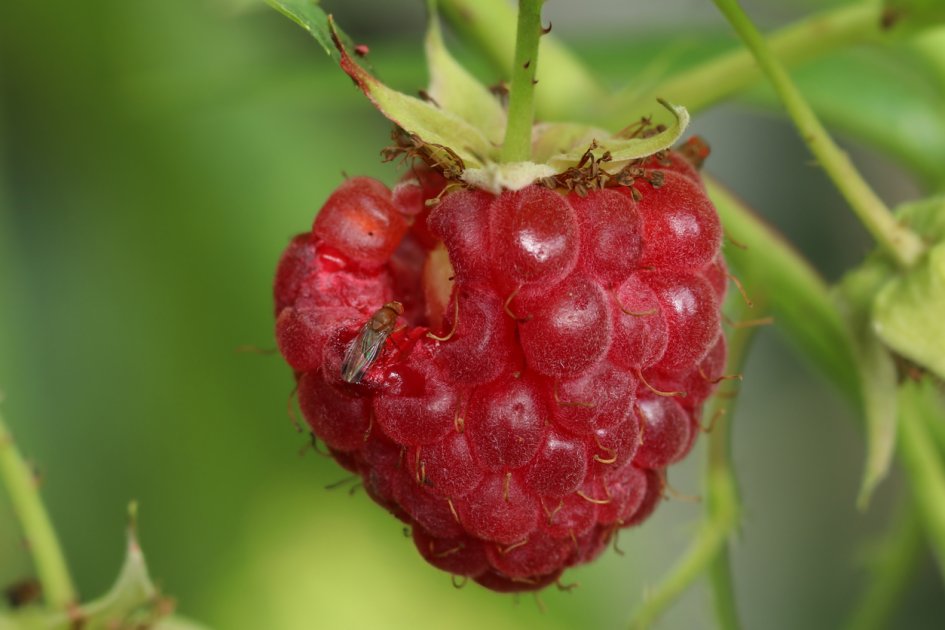 Raspberry Pests & Diseases and Best Management Practices | Wikifarmer