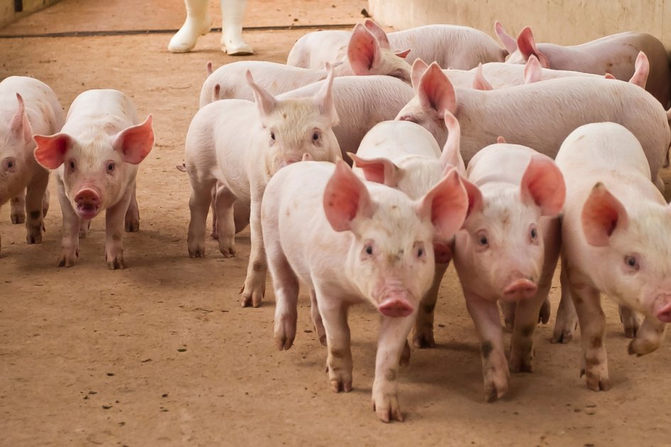 Swine Biosecurity: Essential Practices for Disease Prevention and Herd ...