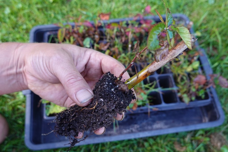 Blackberries Propagation and Pollination | Wikifarmer