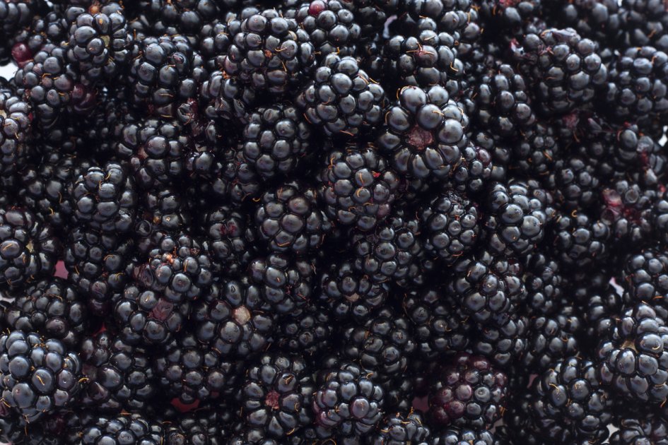 Blackberry Nutritional Value and Health Benefits | Wikifarmer