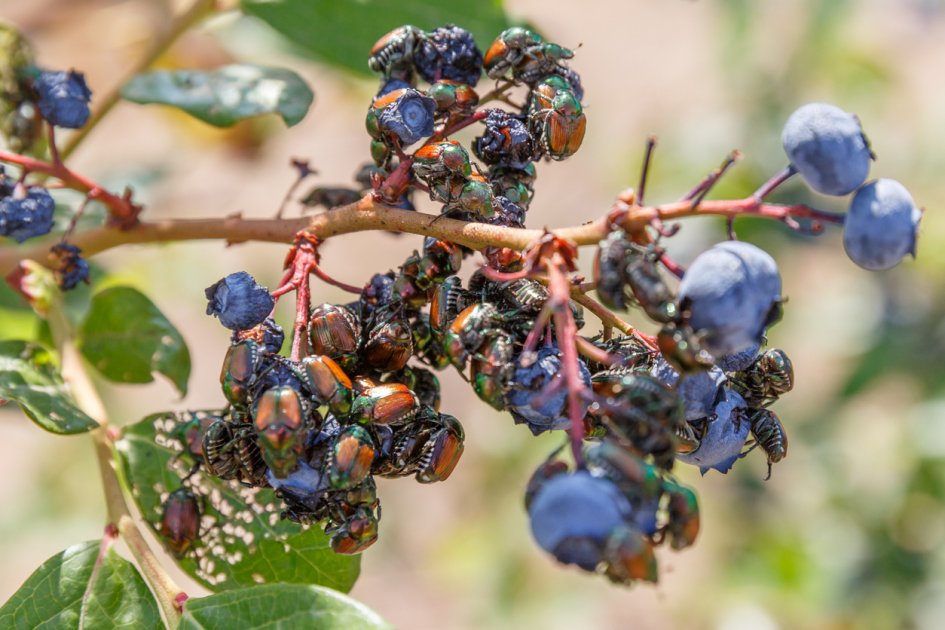 Blueberries Pests, Diseases, and Weed Management | Wikifarmer