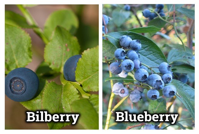 Blueberries vs. Bilberries- Are blueberries and bilberries the same ...